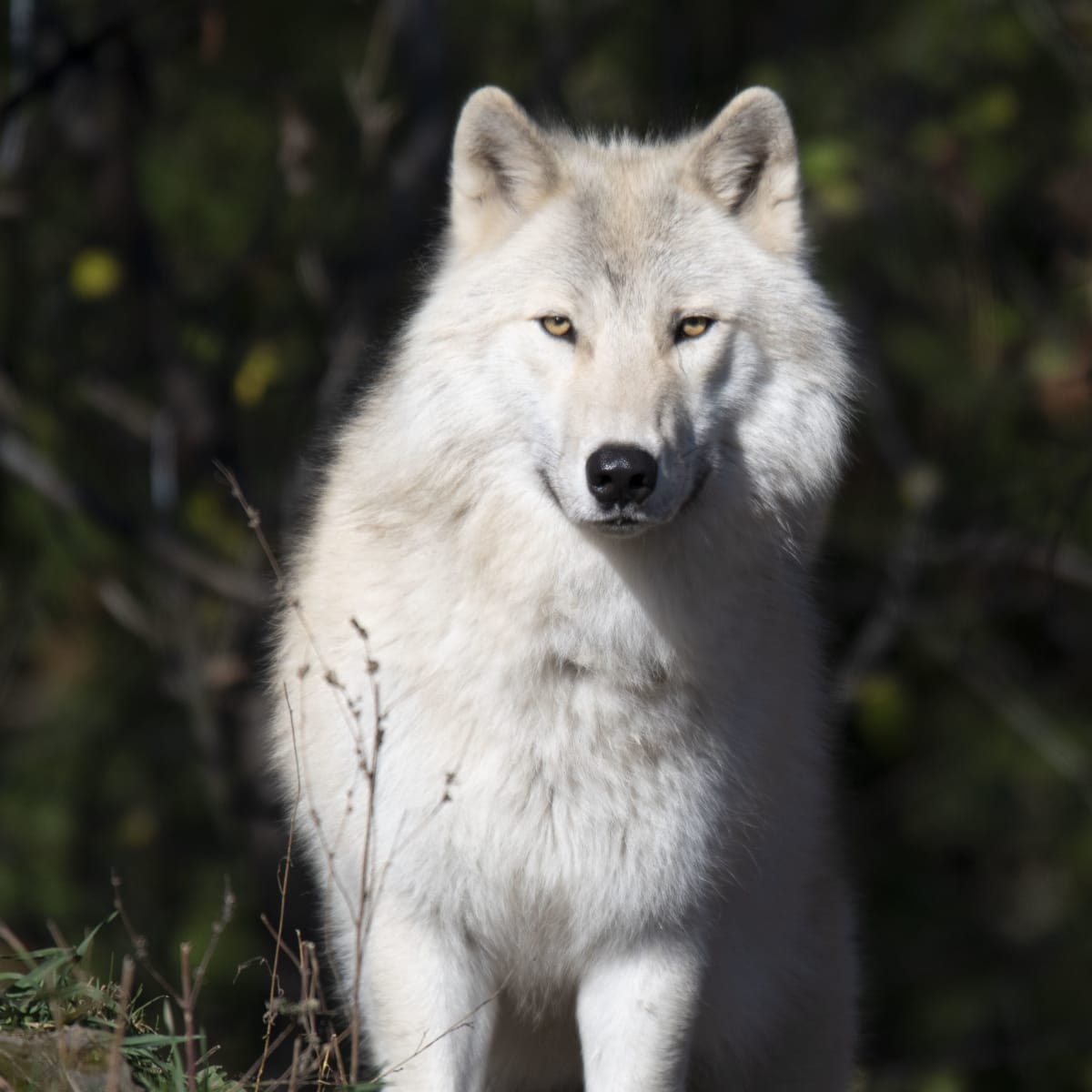 Contribuez à la préservation de la faune en visitant le Zoo Ecomuseum ...